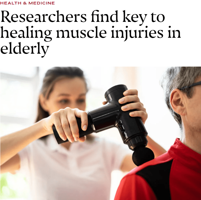 Researchers find key to healing muscle injuries in seniors